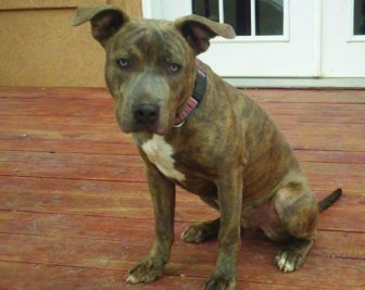 SNOOKIE - Villalobos Rescue Center