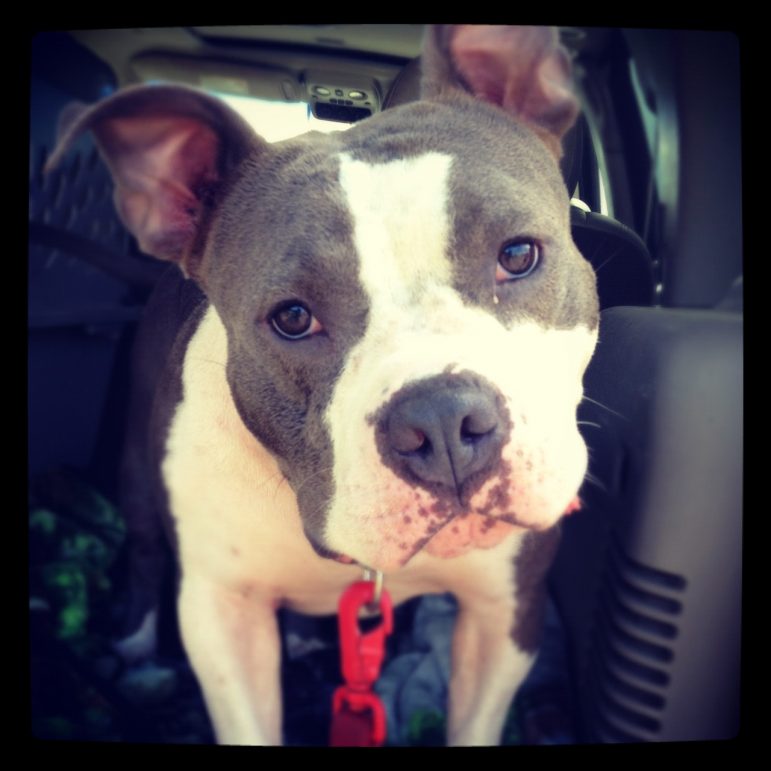 photo - Villalobos Rescue Center