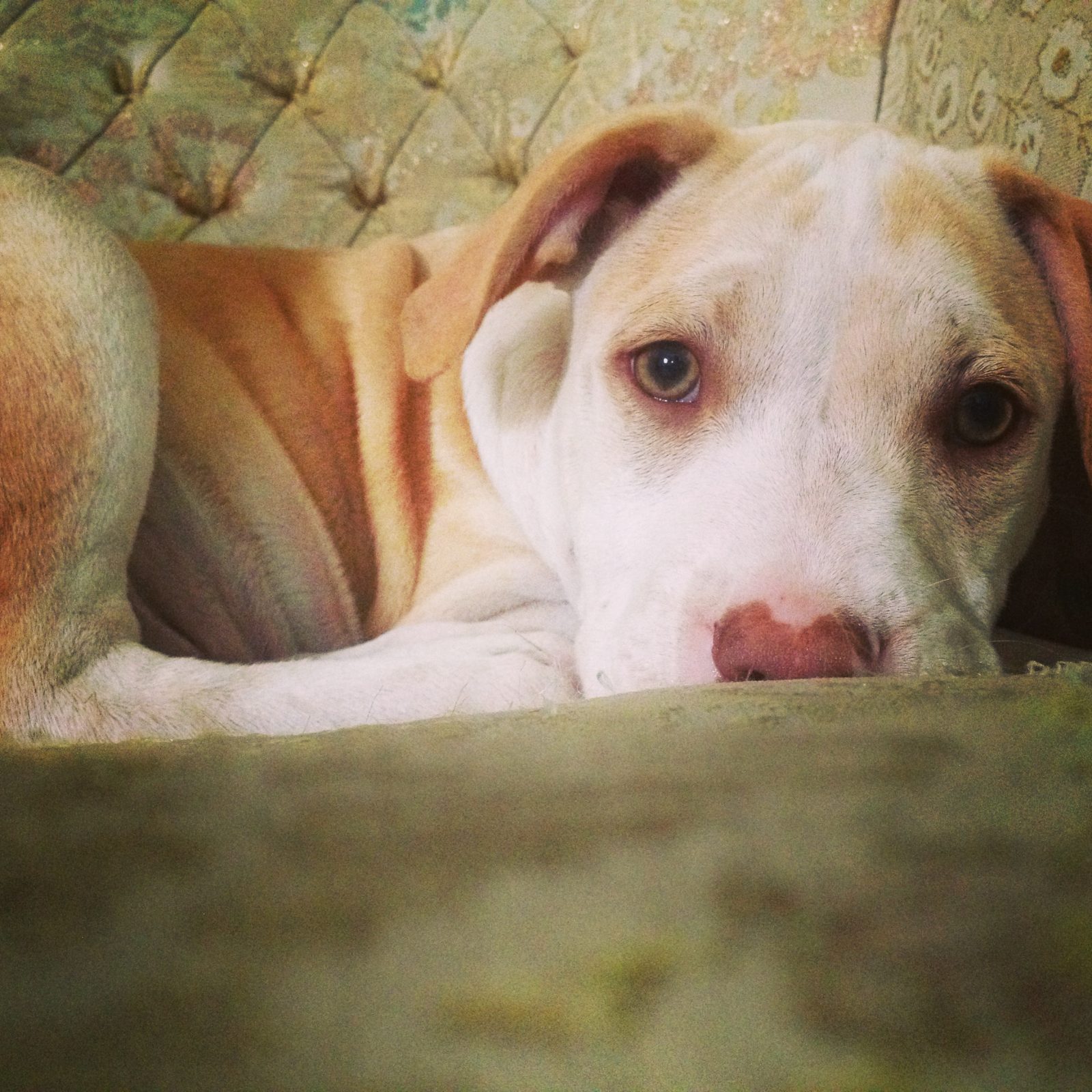 GIOVANNI - Villalobos Rescue Center