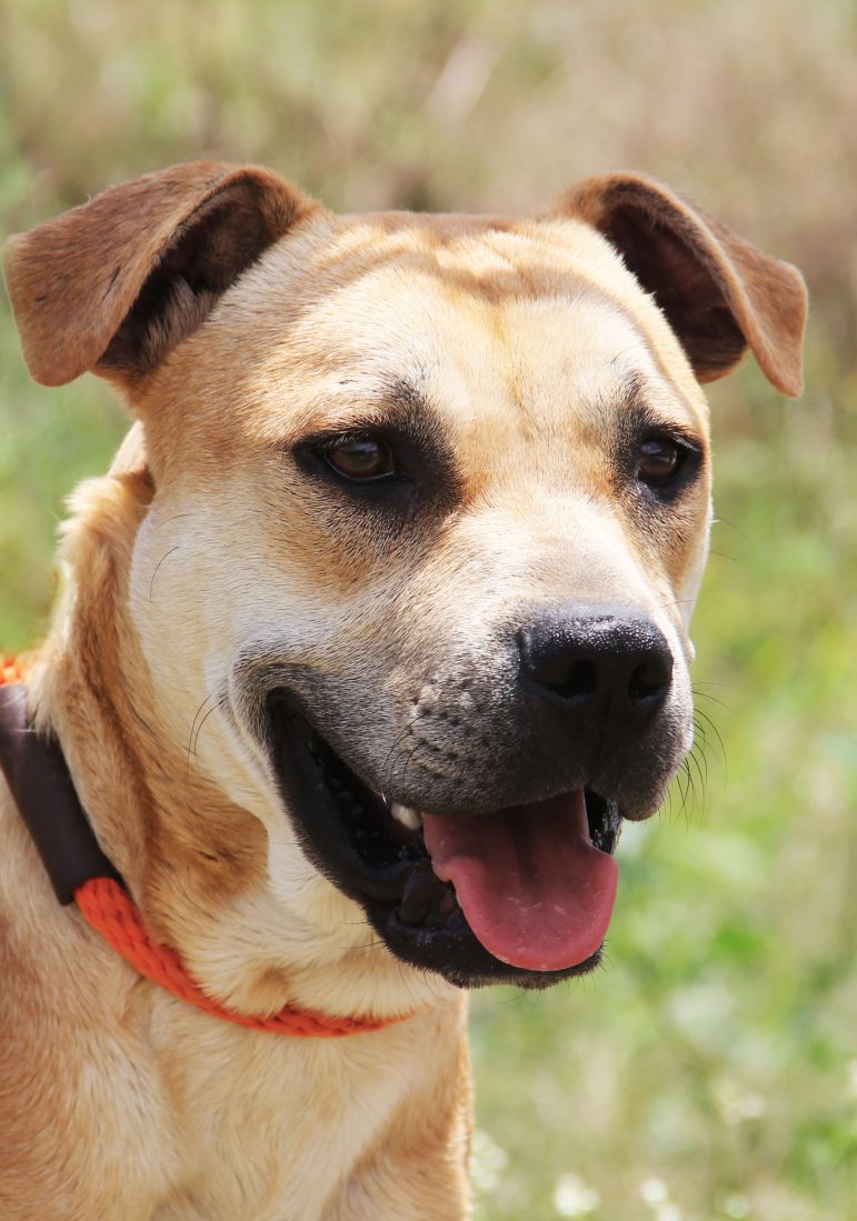 DECKER - Villalobos Rescue Center