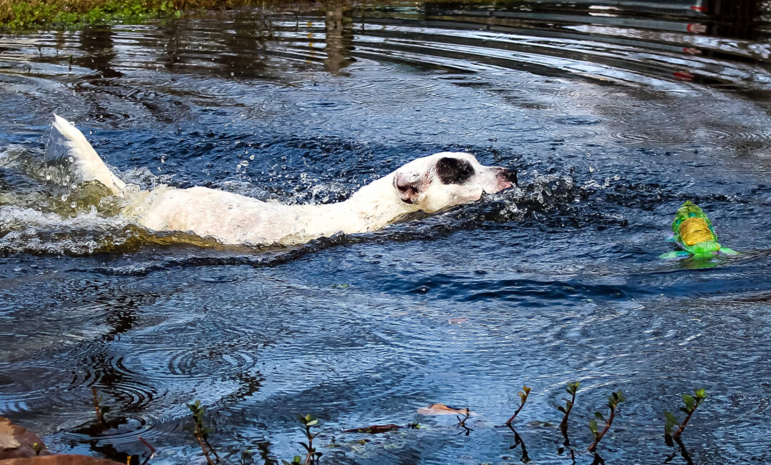TOMBOY - Villalobos Rescue Center
