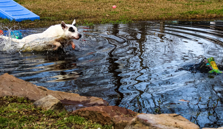 TOMBOY - Villalobos Rescue Center