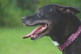 BABY GIRL - Villalobos Rescue Center