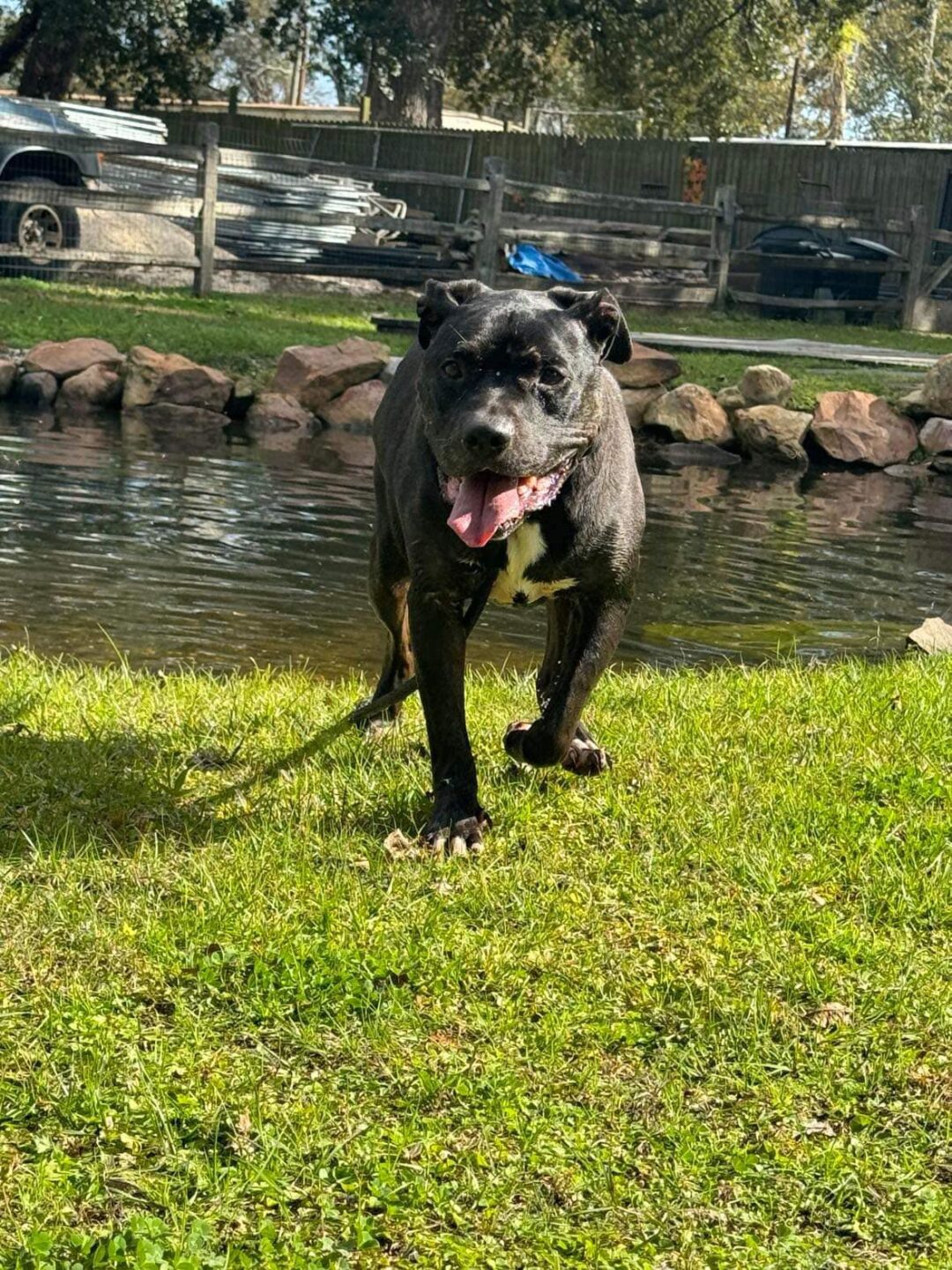 FLEURTY GIRL - Villalobos Rescue Center