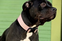 FLEURTY GIRL - Villalobos Rescue Center