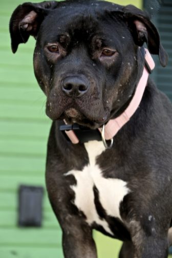 FLEURTY GIRL - Villalobos Rescue Center