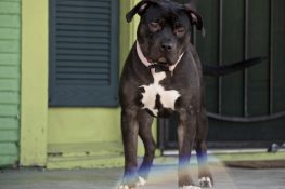 FLEURTY GIRL - Villalobos Rescue Center