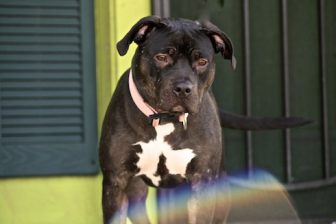 FLEURTY GIRL - Villalobos Rescue Center