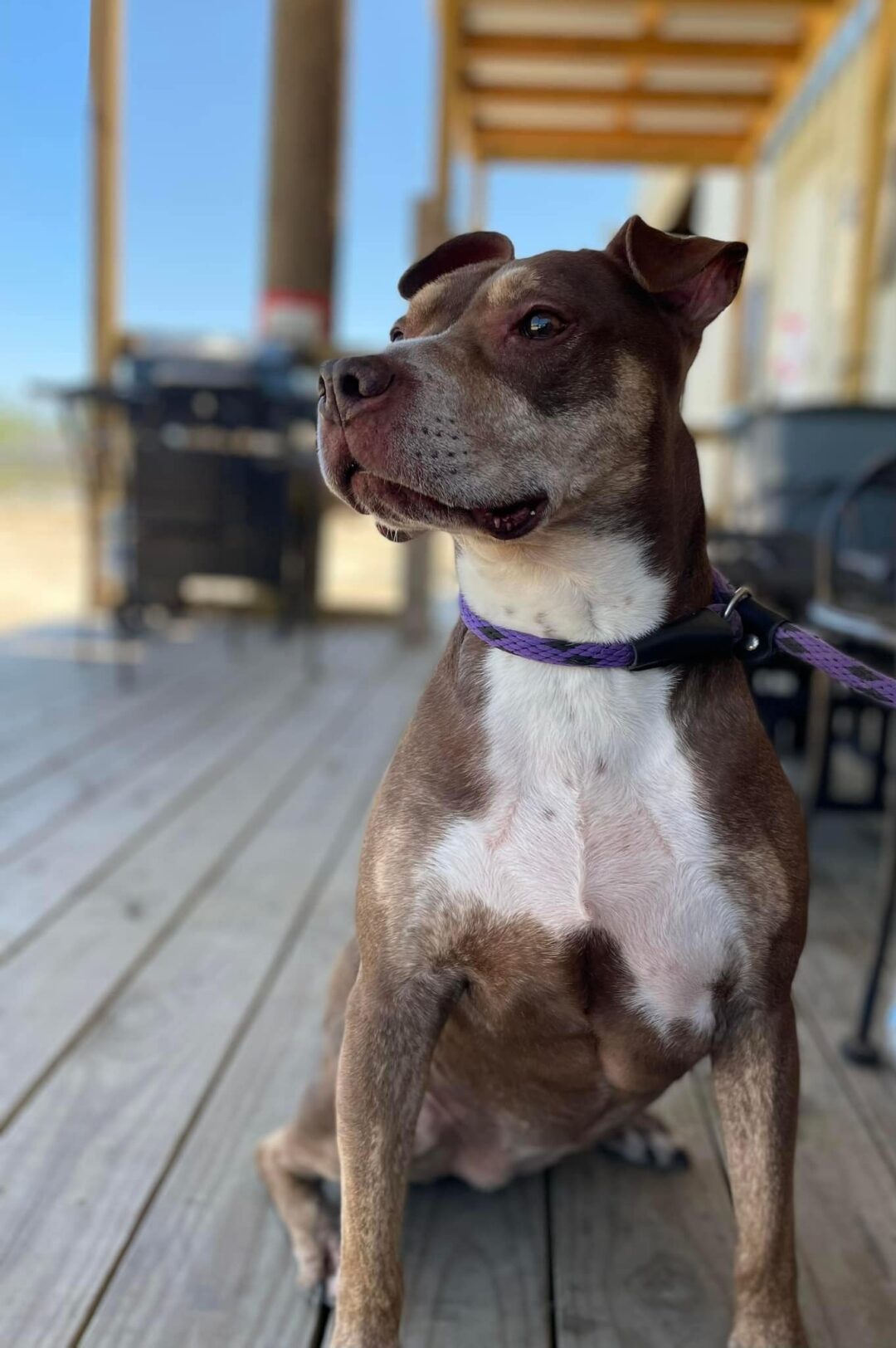 KAHLUA - Villalobos Rescue Center