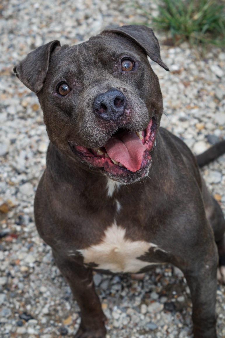 BISHOP - Villalobos Rescue Center