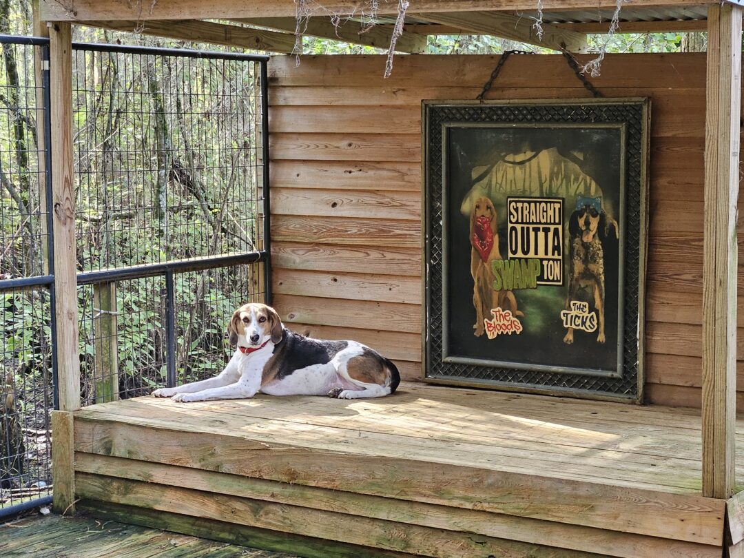 ATKINS - Villalobos Rescue Center