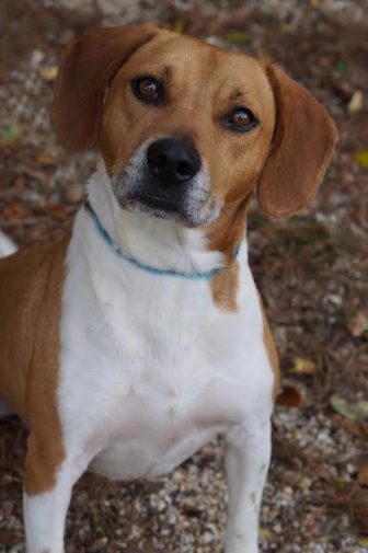 VINCENT - Villalobos Rescue Center