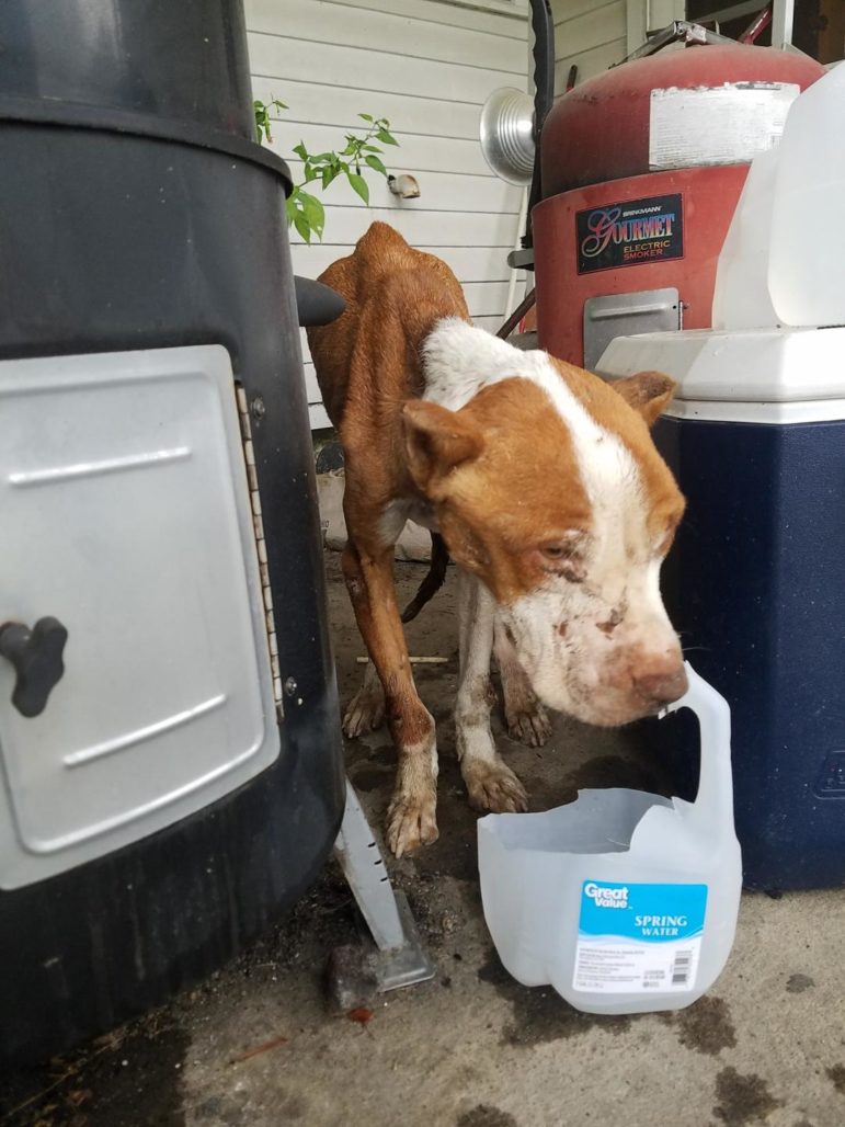 WILLOW - Villalobos Rescue Center