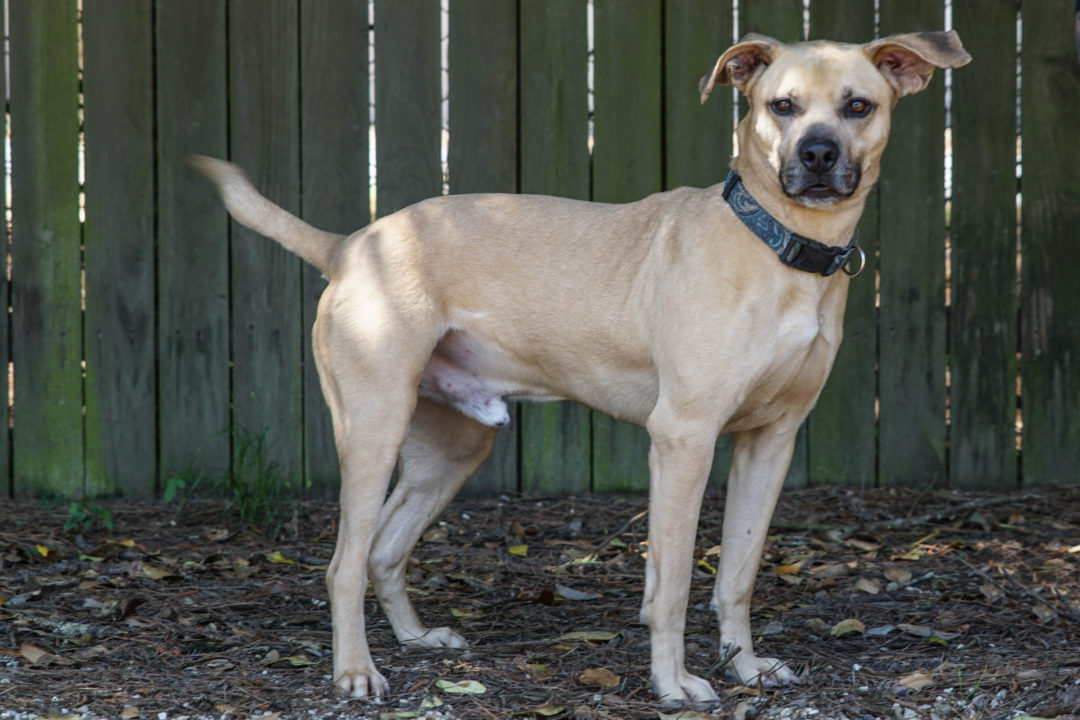 Dogs Archive - Villalobos Rescue Center