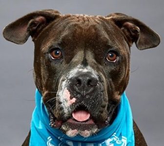 TEXAS - Villalobos Rescue Center