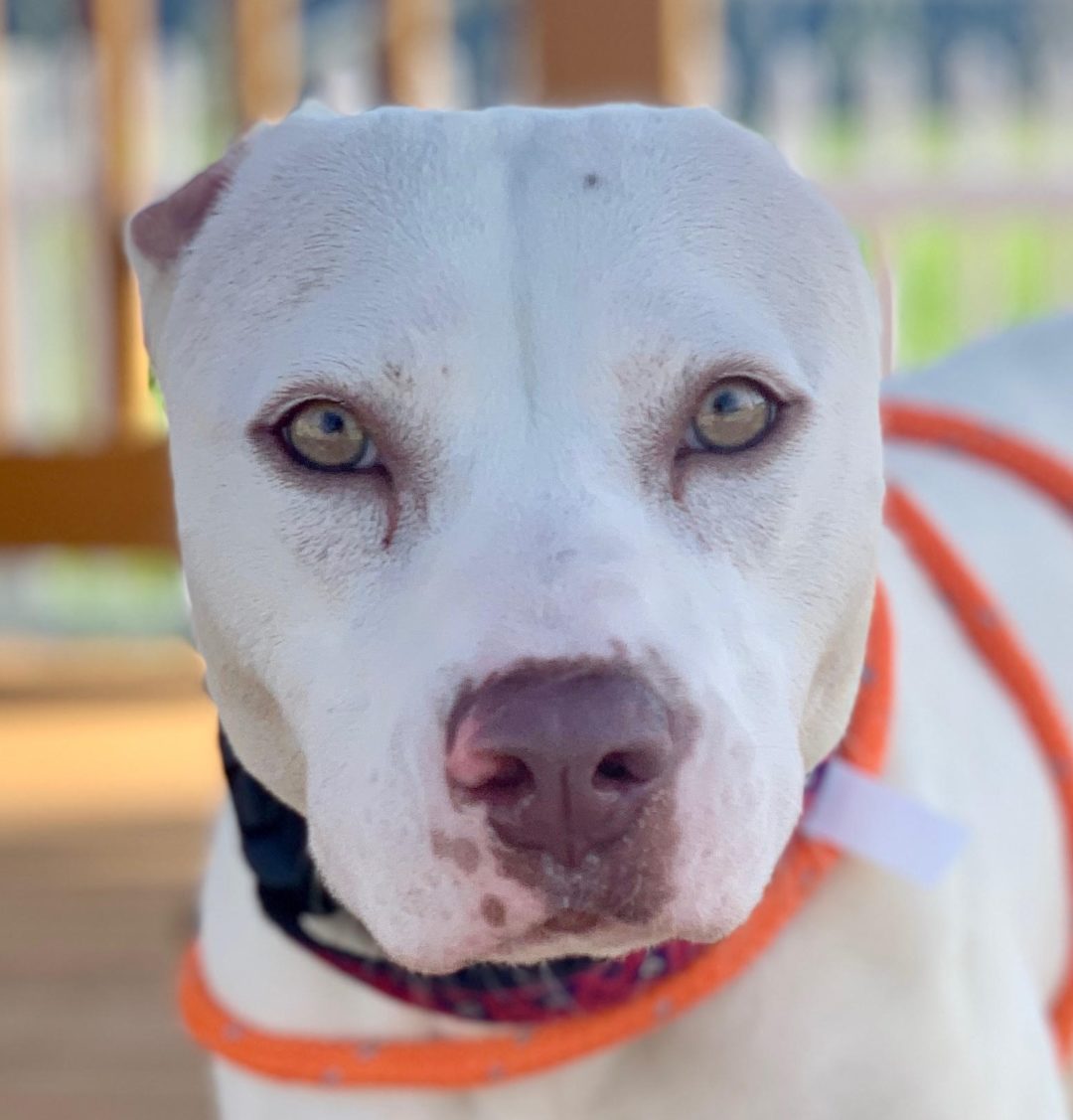 AISLIN (AISLING) - Villalobos Rescue Center