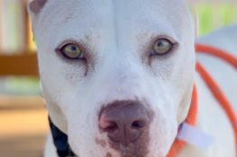 Dogs Archive - Villalobos Rescue Center