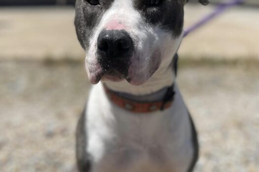 Dogs Archive - Villalobos Rescue Center