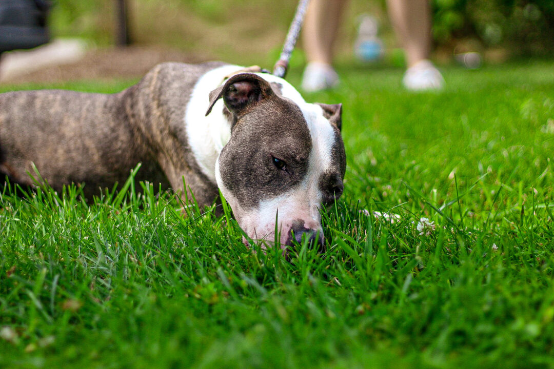 AMBRIA - Villalobos Rescue Center
