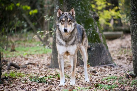 Home - Villalobos Rescue Center