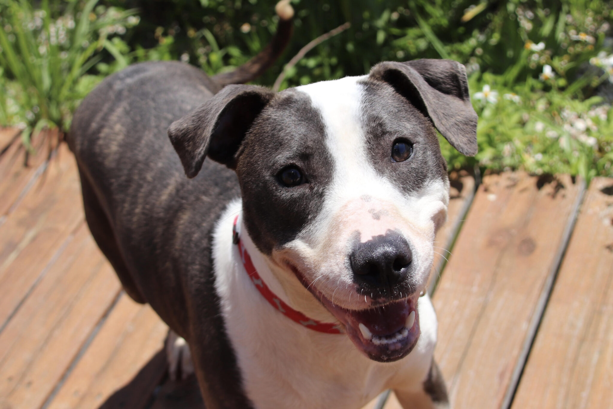 Dogs Archive - Villalobos Rescue Center