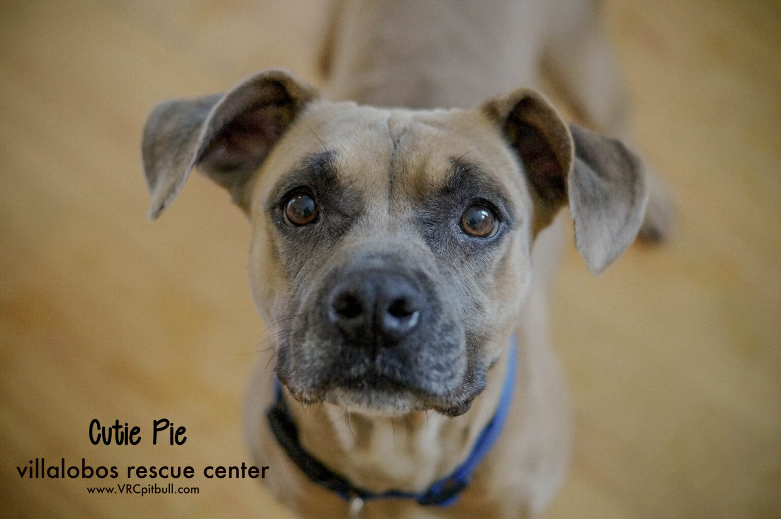 Sponsor a Dog or Cat - Villalobos Rescue Center