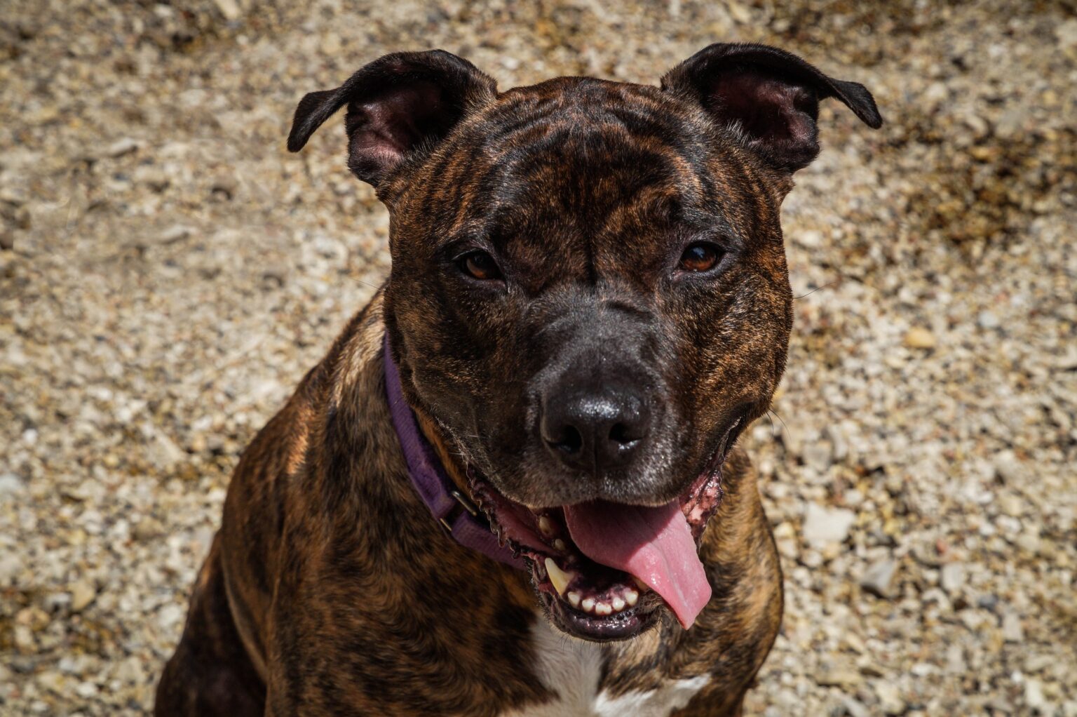 Sponsor a Dog - Villalobos Rescue Center