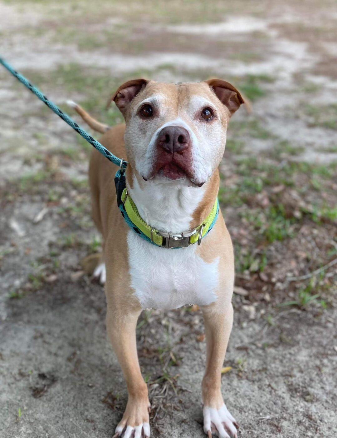 DEREK - Villalobos Rescue Center