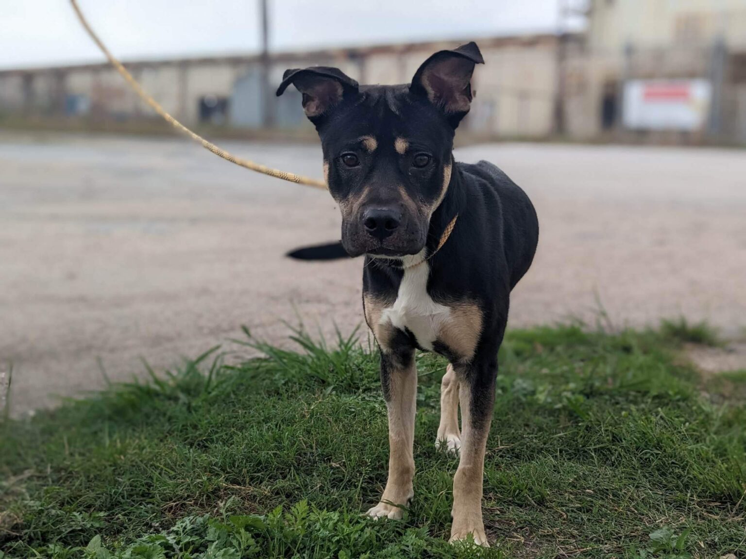 ARMSTRONG - Villalobos Rescue Center