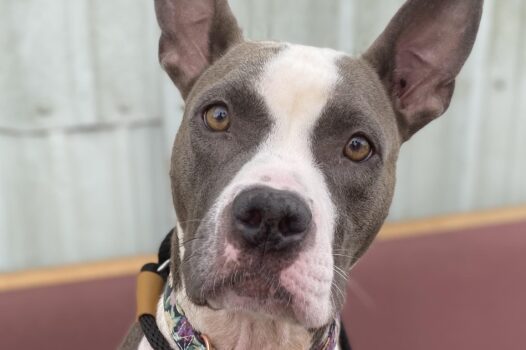 Sponsor a Dog - Villalobos Rescue Center