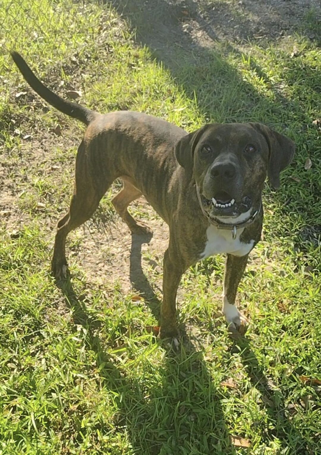 INLET - Villalobos Rescue Center