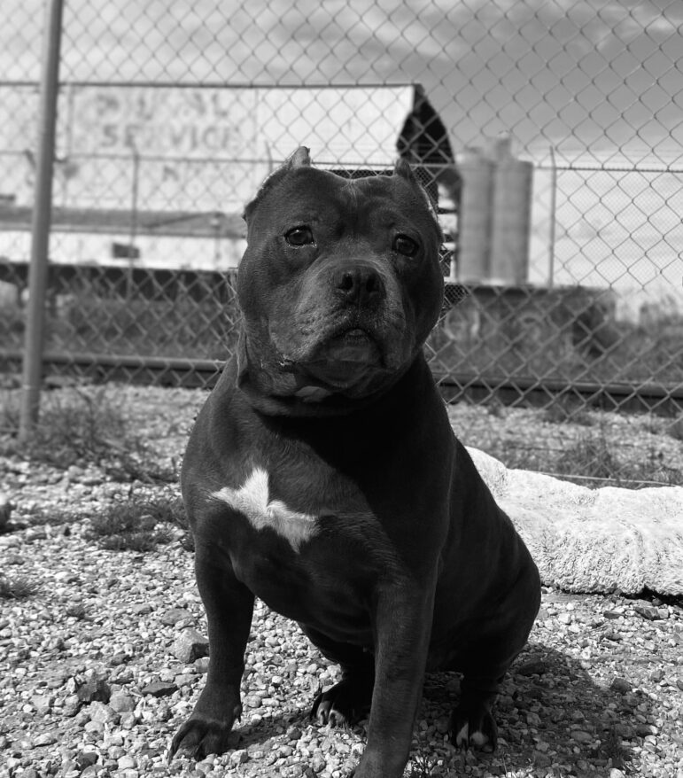 STELLA - Villalobos Rescue Center