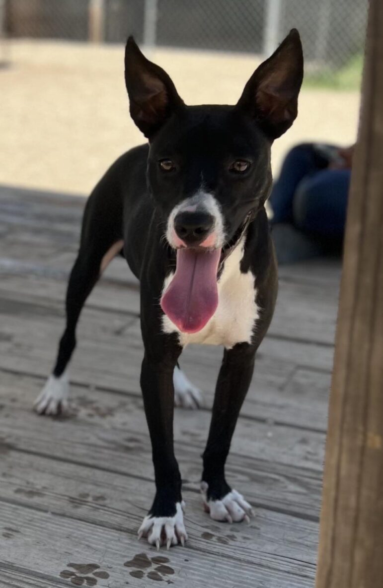 SORROW - Villalobos Rescue Center