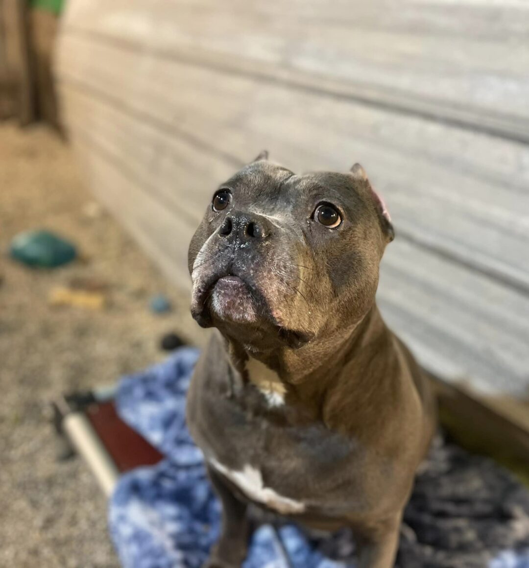 STELLA - Villalobos Rescue Center