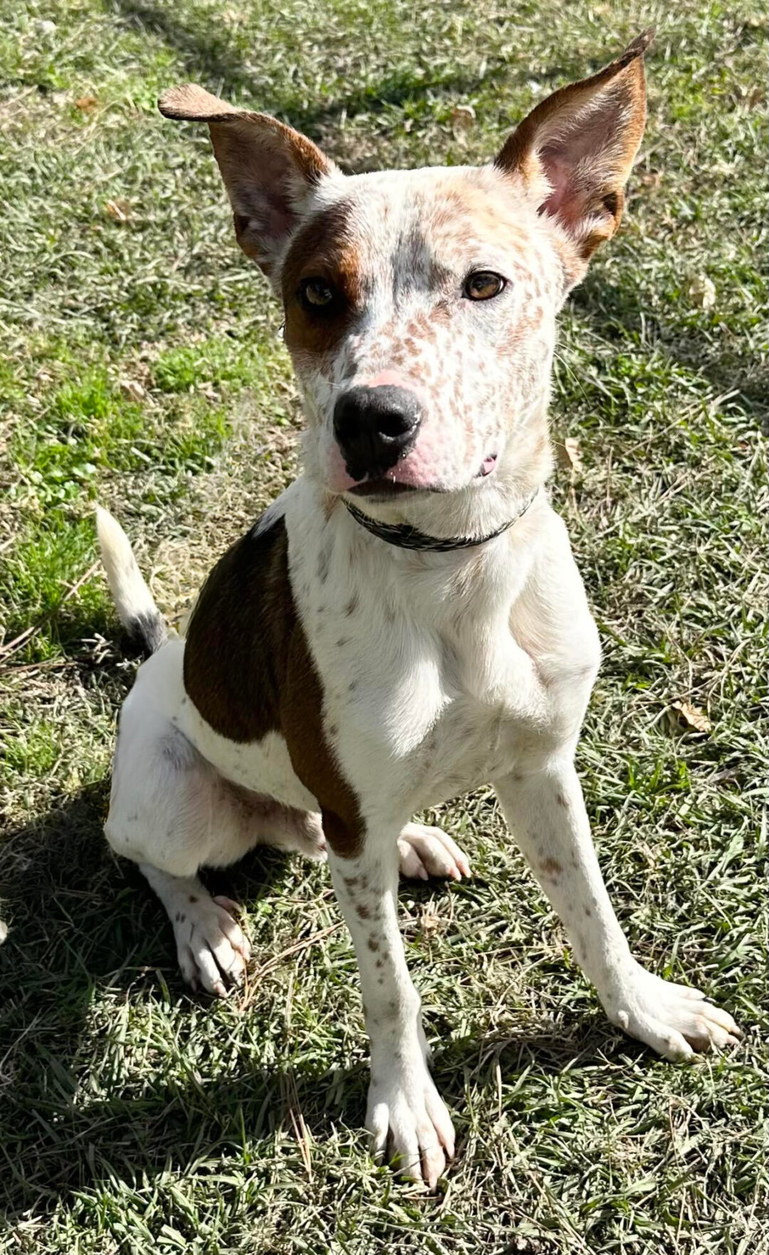 ACE - Villalobos Rescue Center