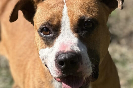 Dogs Archive - Villalobos Rescue Center