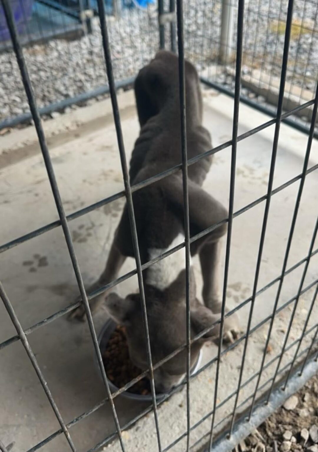 ADLEY - Villalobos Rescue Center