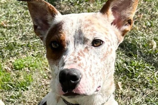 Dogs Archive - Villalobos Rescue Center