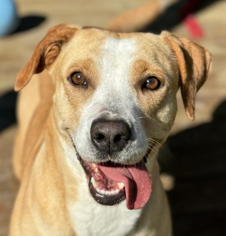 AlmondHeadPose - Villalobos Rescue Center