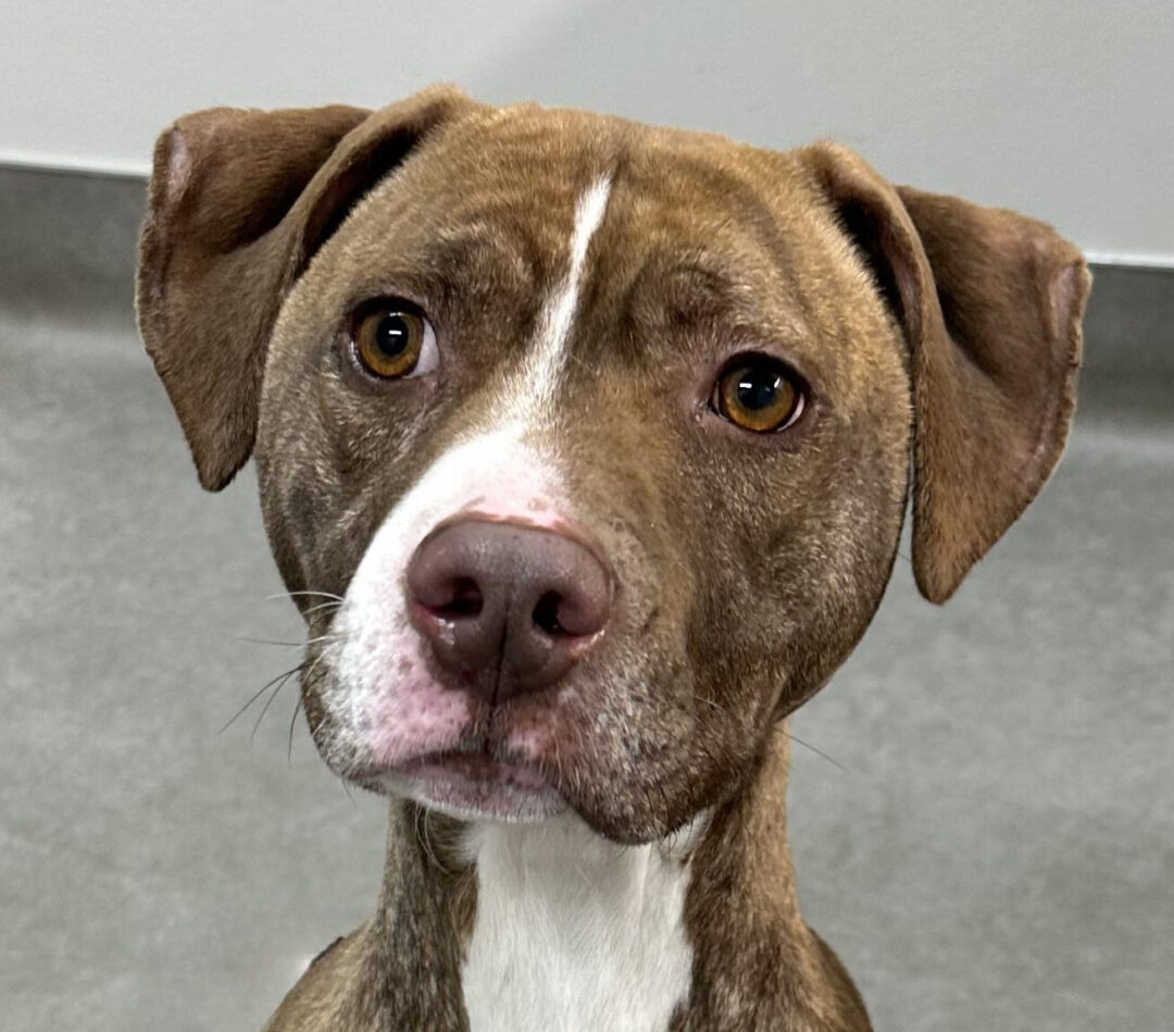 TUFFERS - Villalobos Rescue Center