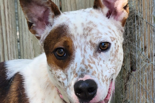 Dogs Archive - Villalobos Rescue Center