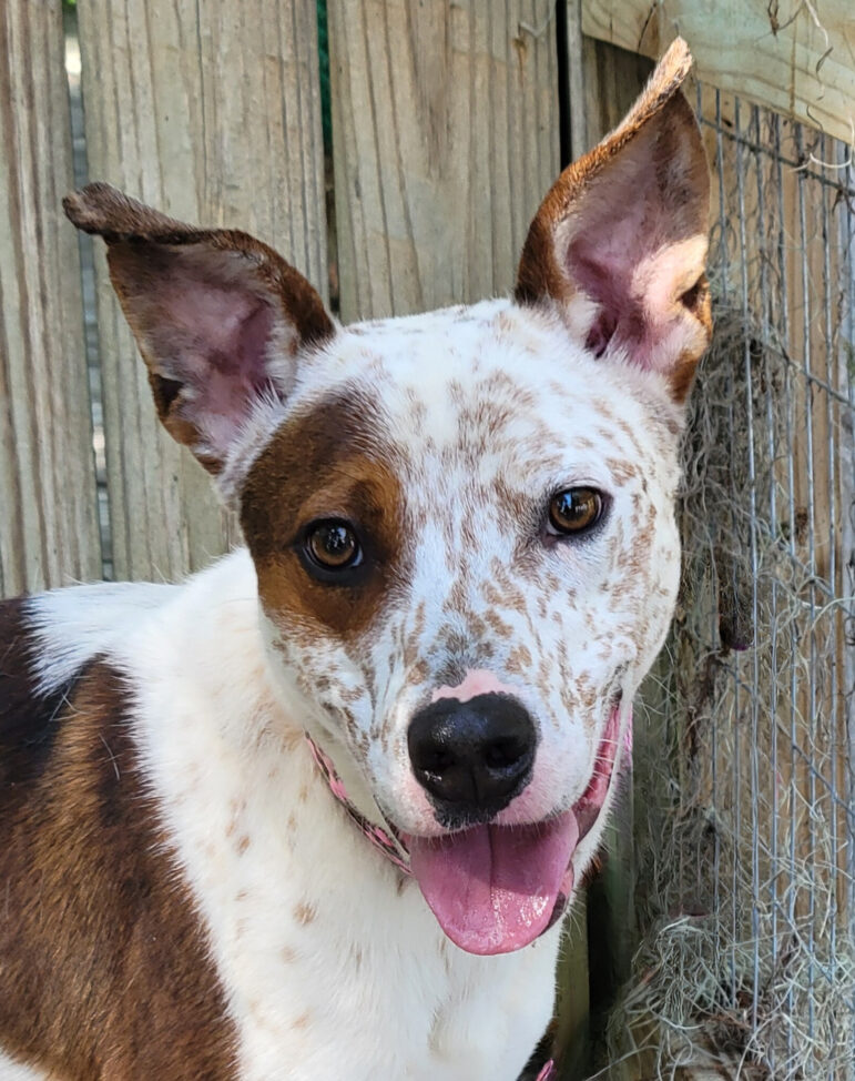 ACE - Villalobos Rescue Center