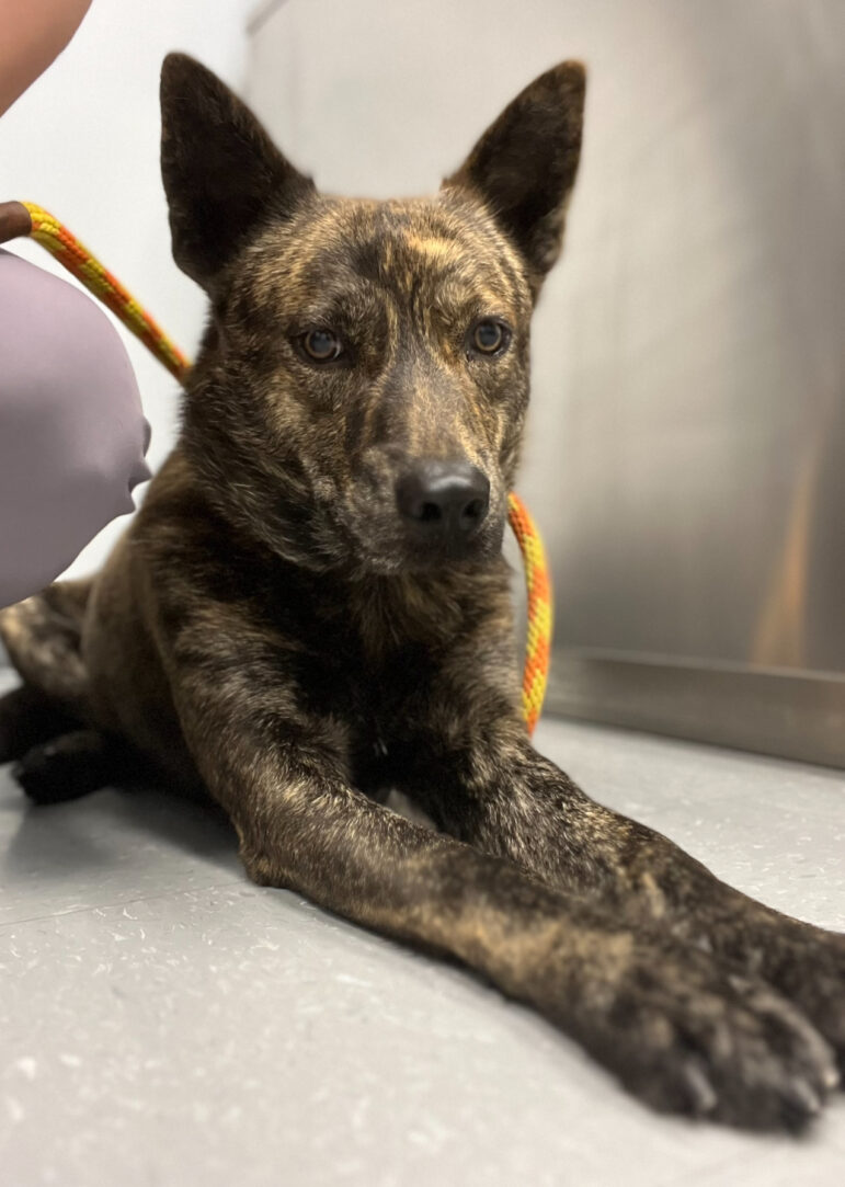 Lainey - Villalobos Rescue Center