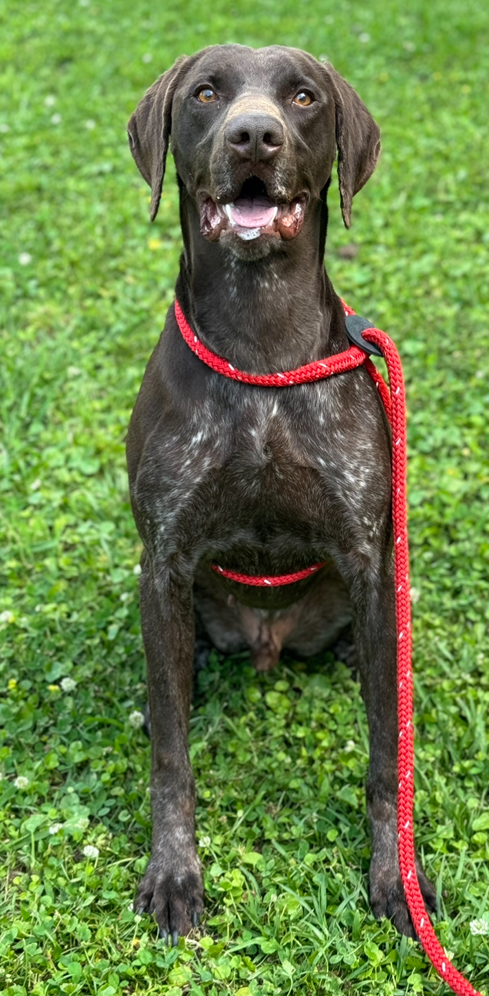 Bogo - Villalobos Rescue Center