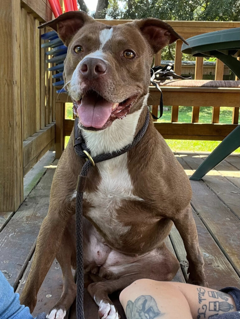 Shibby - Villalobos Rescue Center