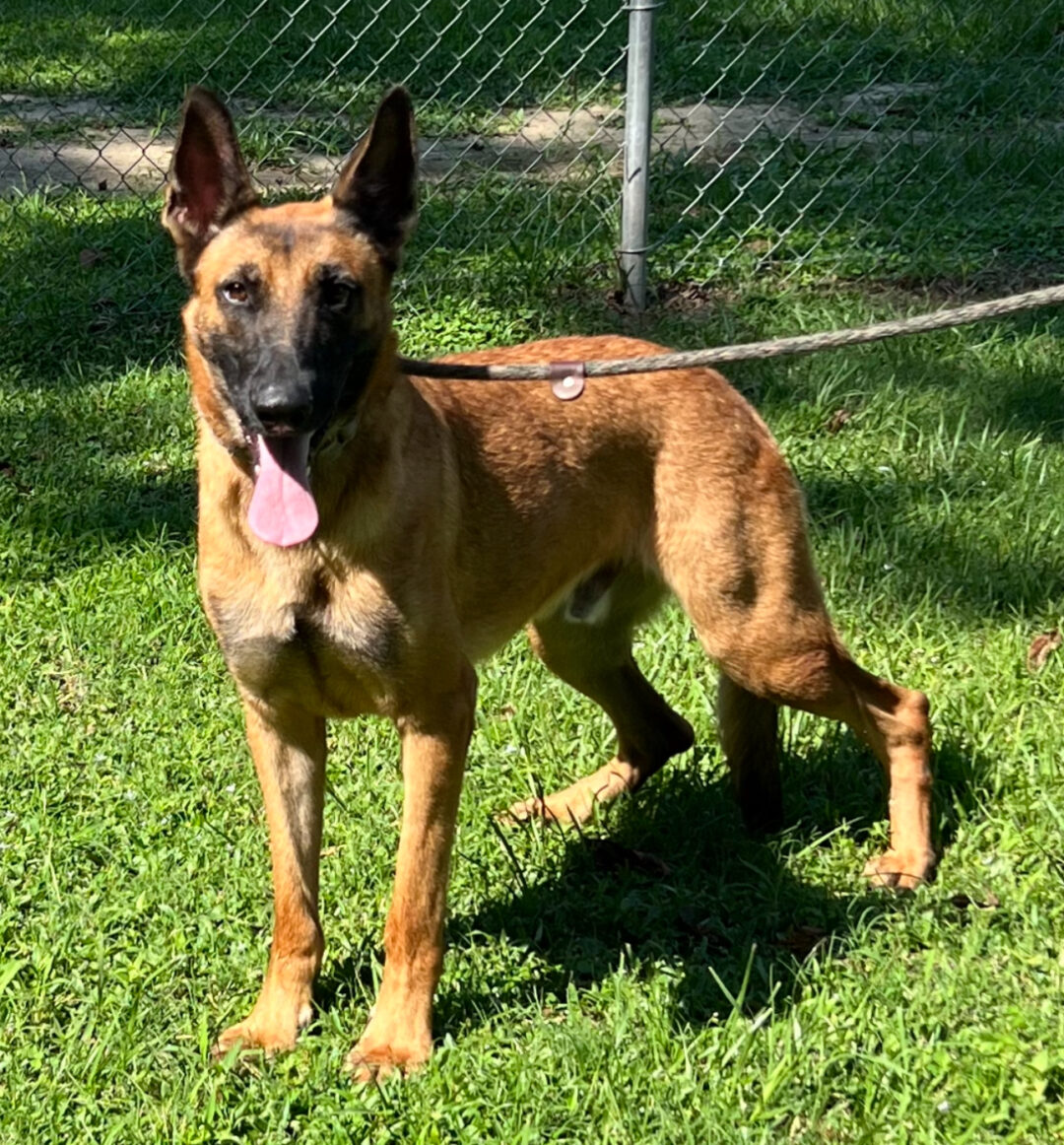 Mex - Villalobos Rescue Center