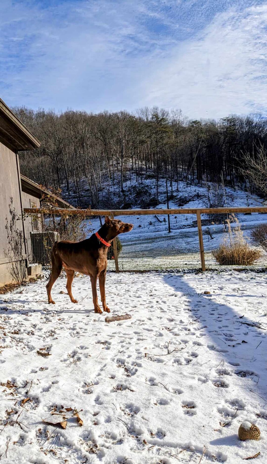 DRACARYS - Villalobos Rescue Center