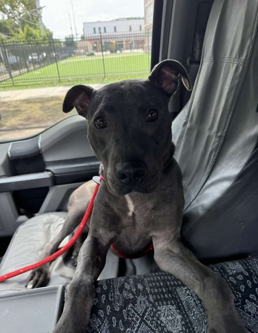 Oh-No - Villalobos Rescue Center