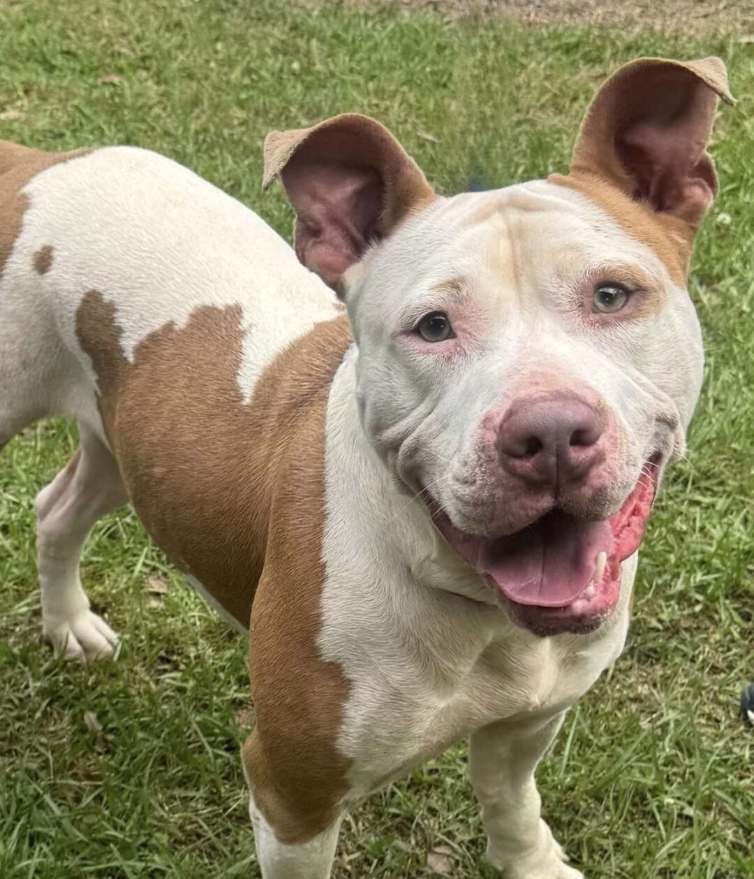 YAWNY - Villalobos Rescue Center