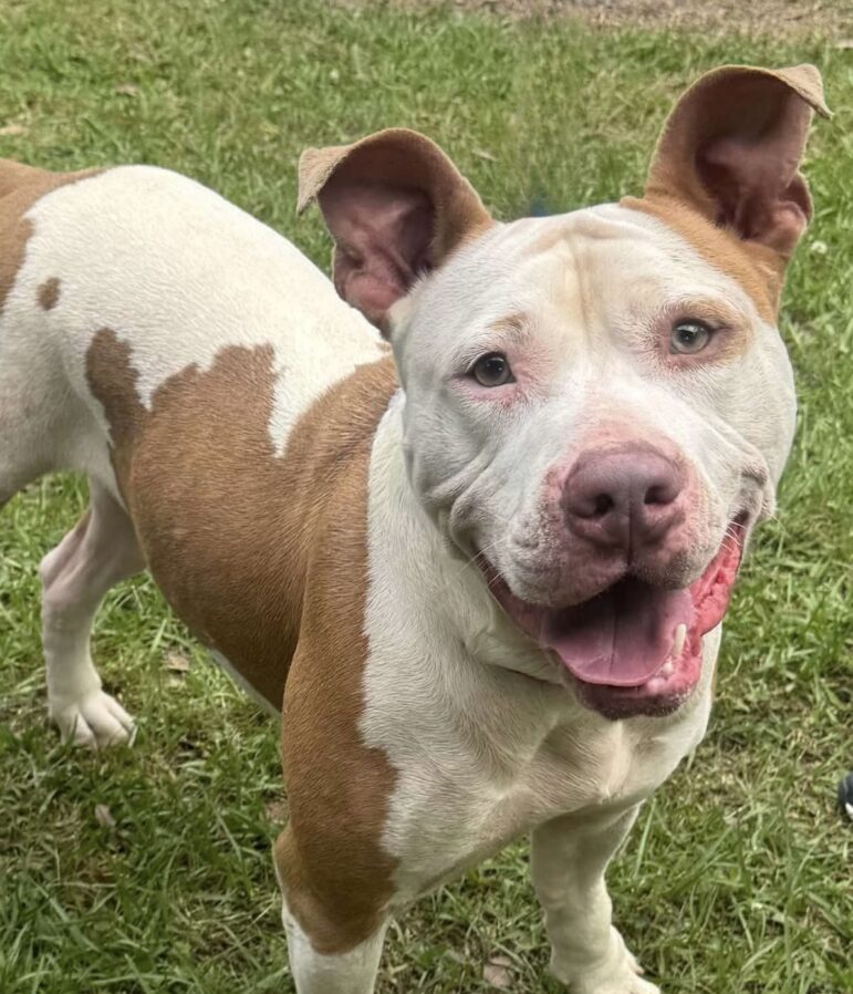 YAWNY - Villalobos Rescue Center